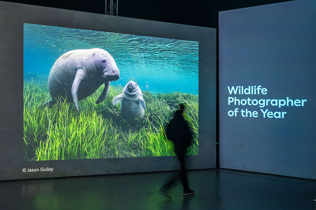 Mather & Co | ‘Wildlife Photographer of the Year’ exhibition